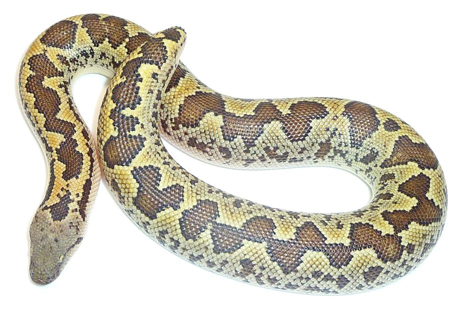 Boas Archives - BSRAUCTIONS