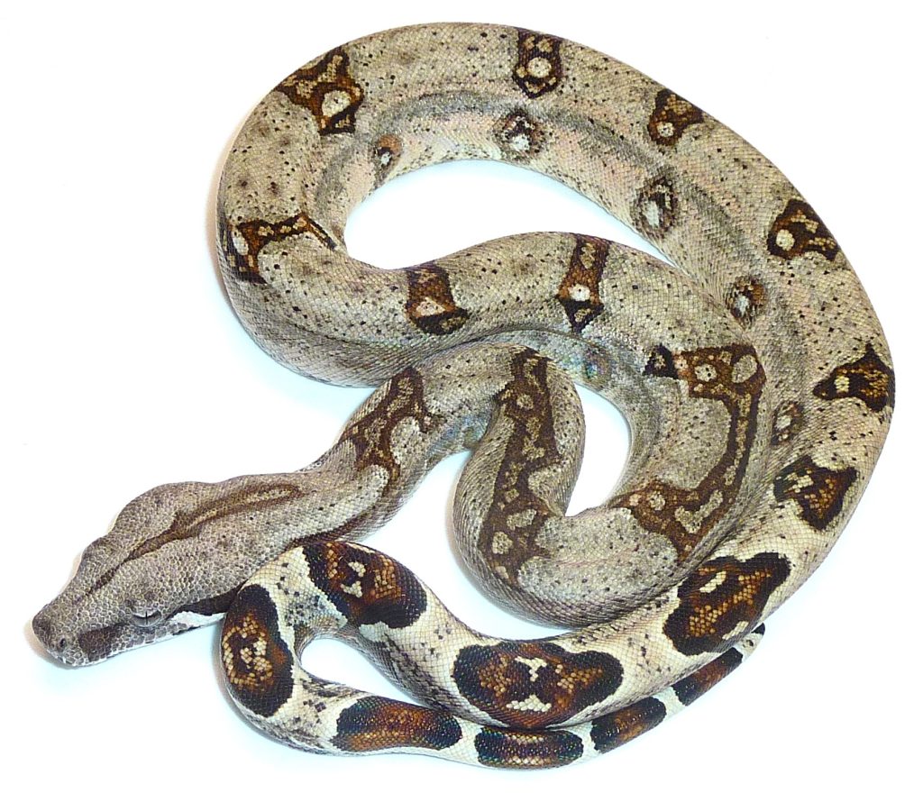 Boas Archives - BSRAUCTIONS