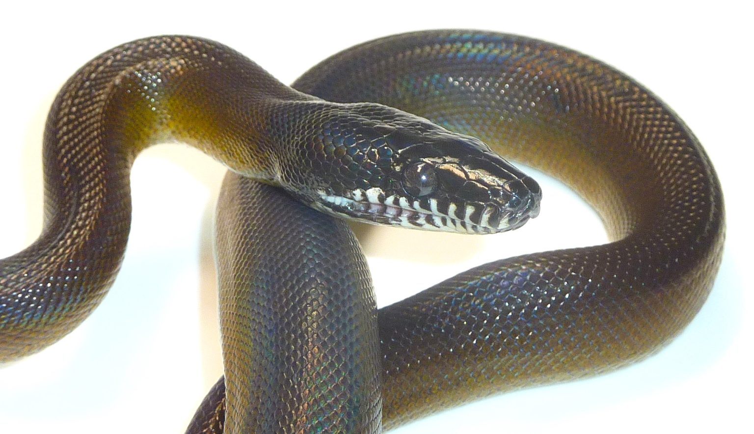 Pythons Archives - BSRAUCTIONS