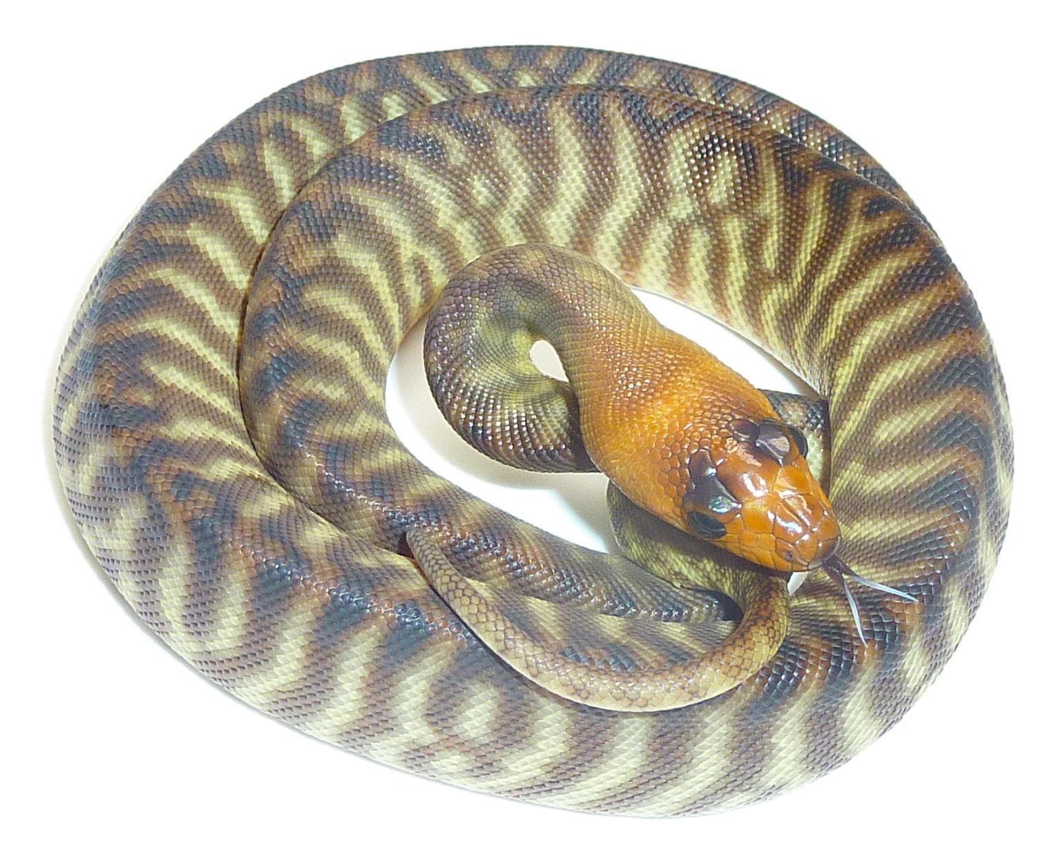 Pythons Archives - BSRAUCTIONS