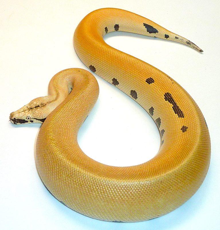 Pythons Archives - BSRAUCTIONS