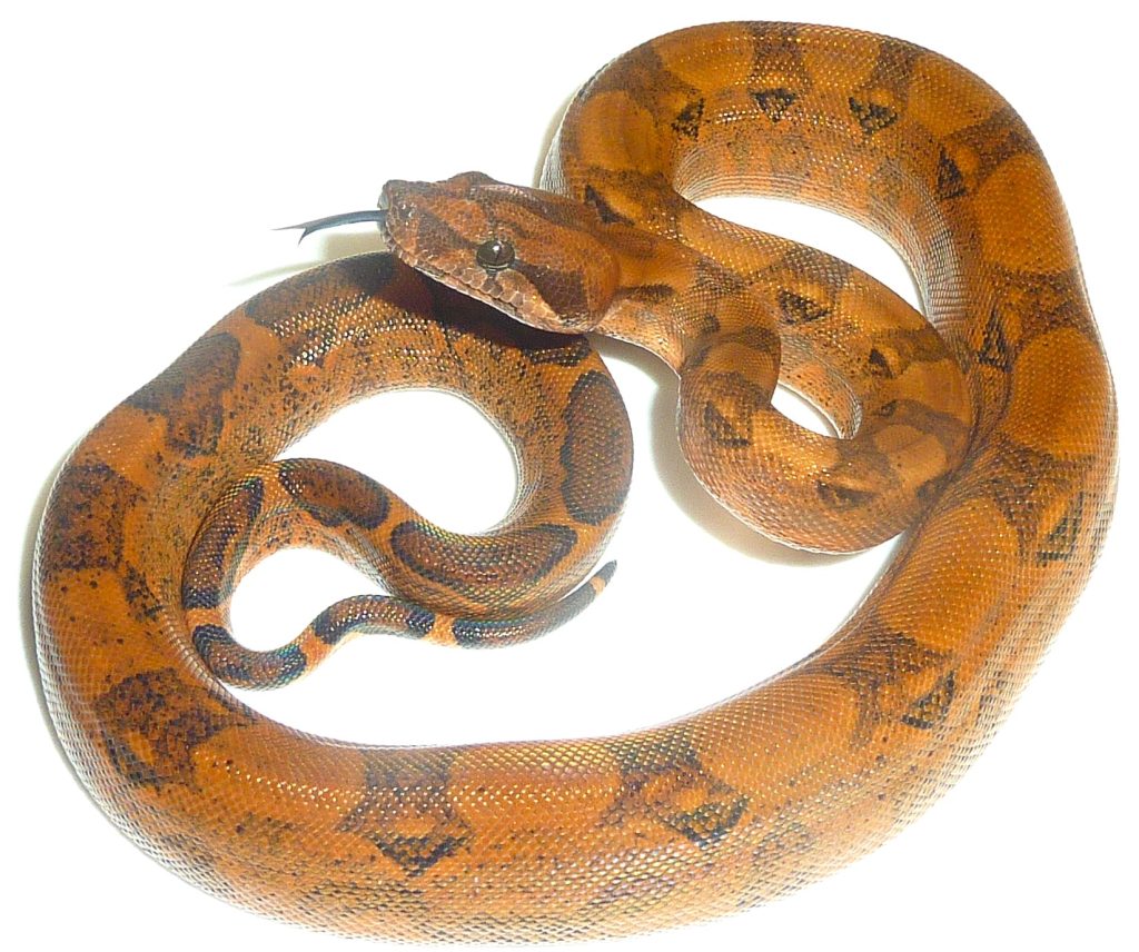 Boas Archives - BSRAUCTIONS