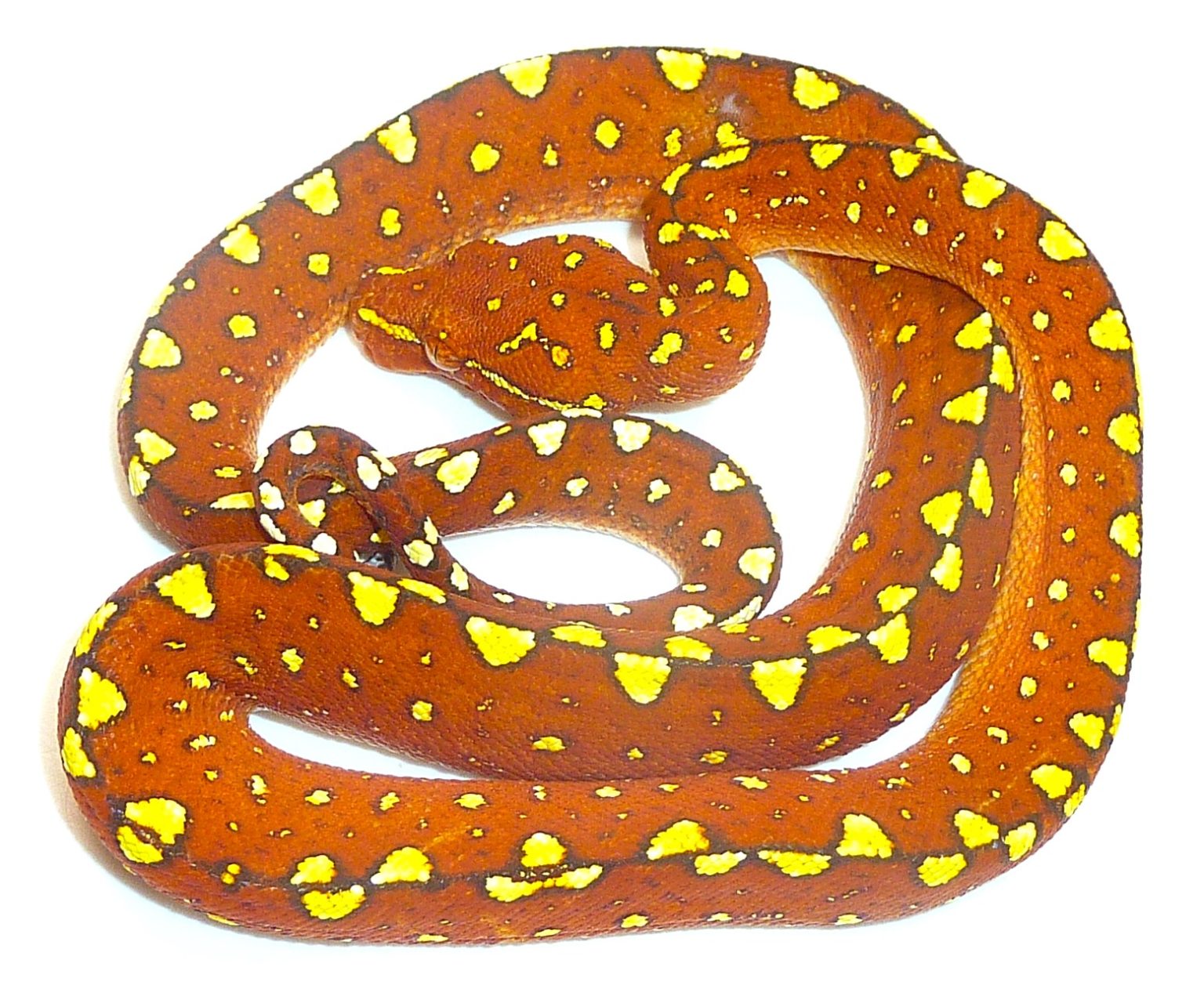 Pythons Archives - BSRAUCTIONS