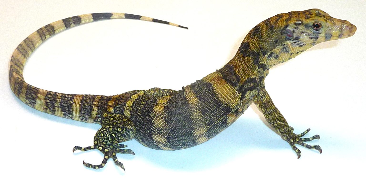 Lizards Archives - BSRAUCTIONS