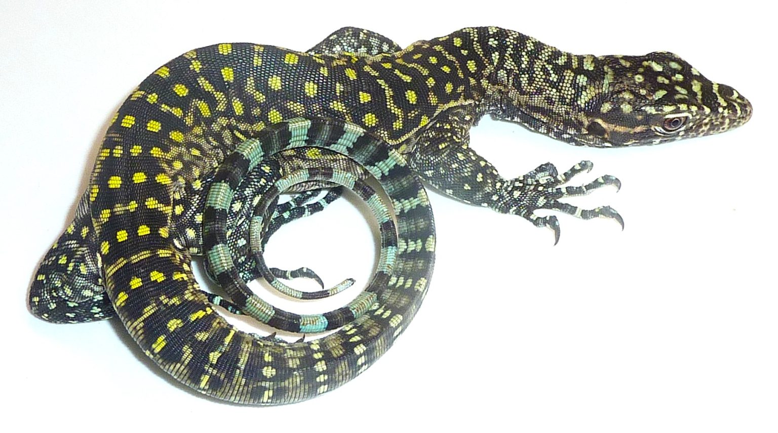 Lizards Archives - BSRAUCTIONS