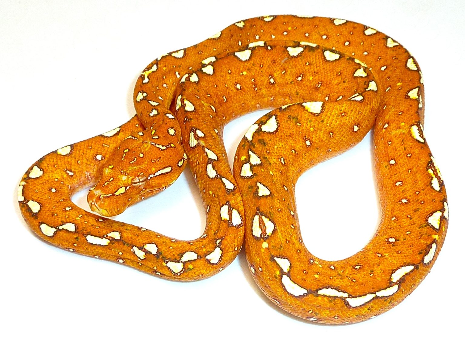 Pythons Archives - BSRAUCTIONS