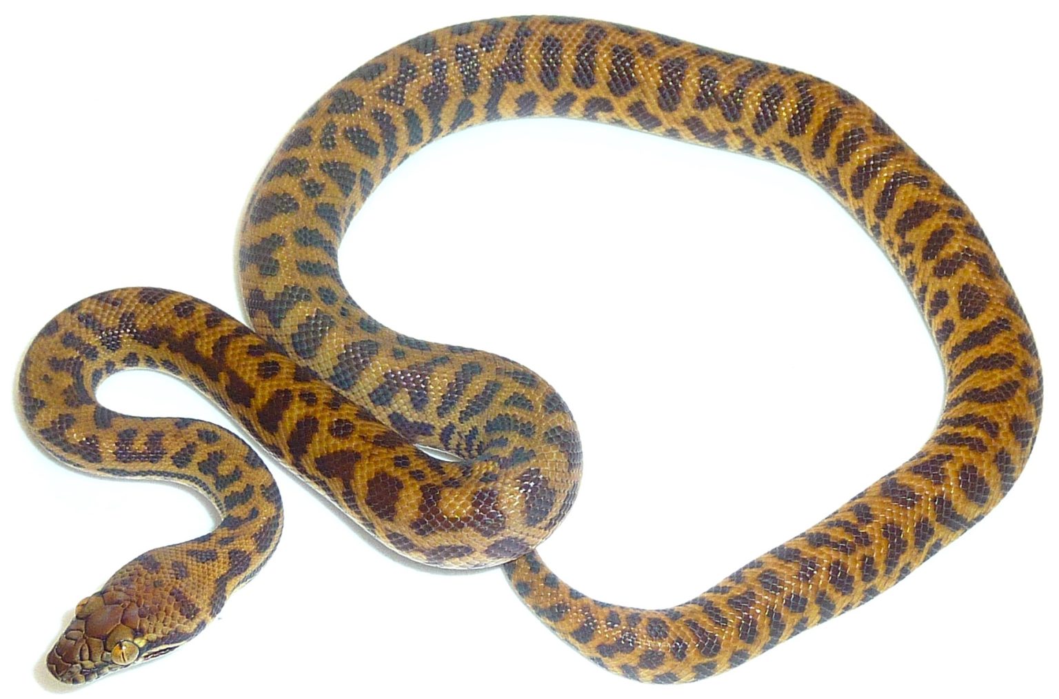 Pythons Archives - BSRAUCTIONS