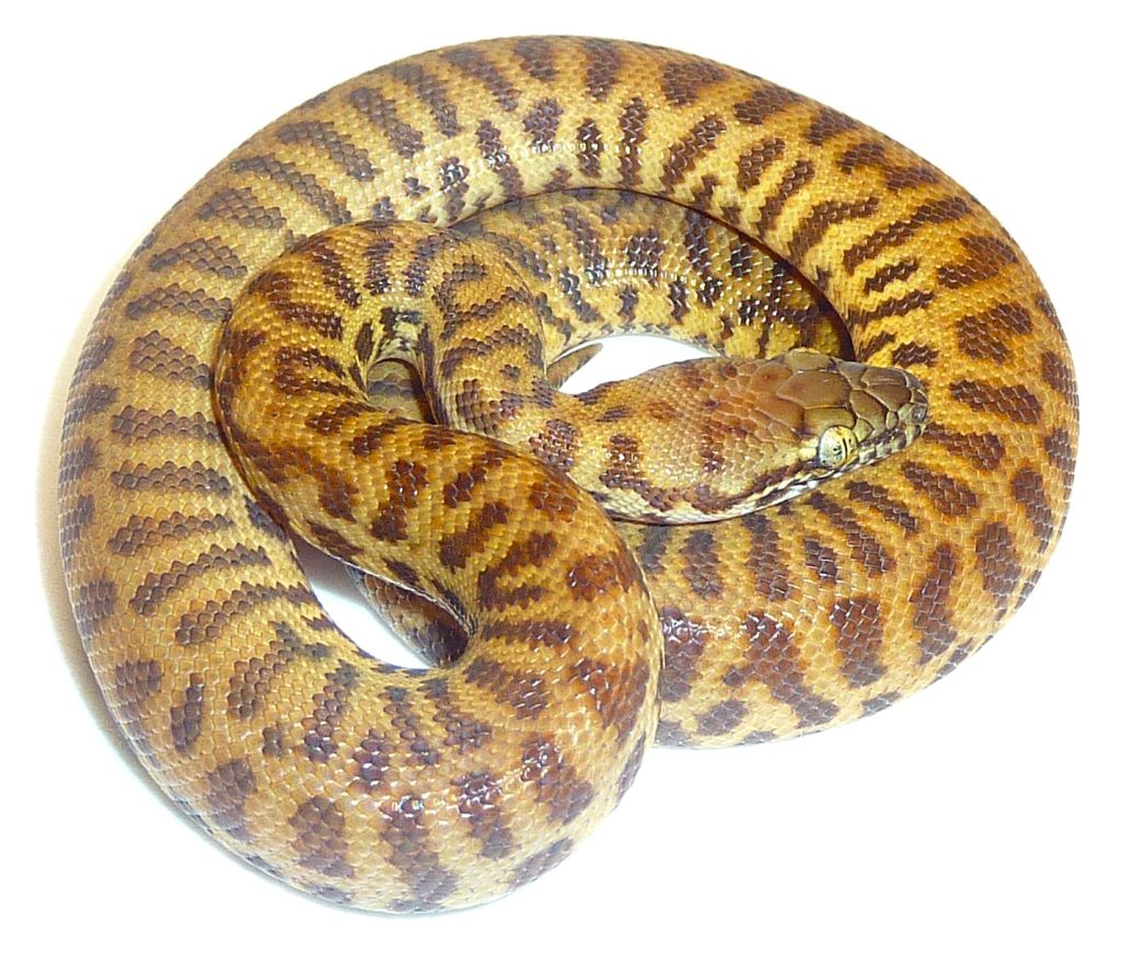 Pythons Archives - BSRAUCTIONS