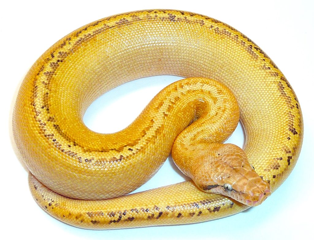 Pythons Archives - BSRAUCTIONS