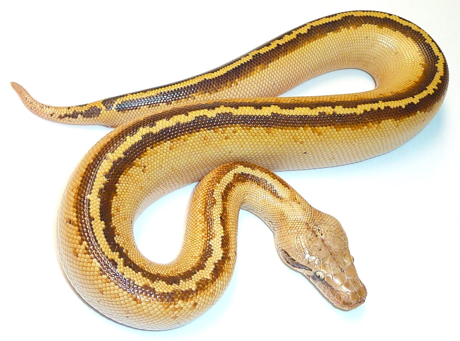 Pythons Archives - BSRAUCTIONS