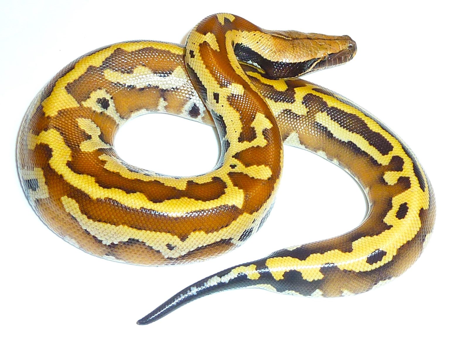 Pythons Archives - BSRAUCTIONS