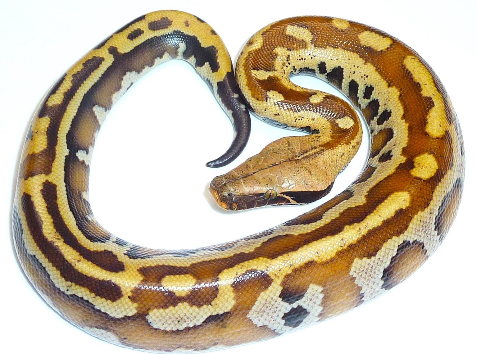 Pythons Archives - BSRAUCTIONS