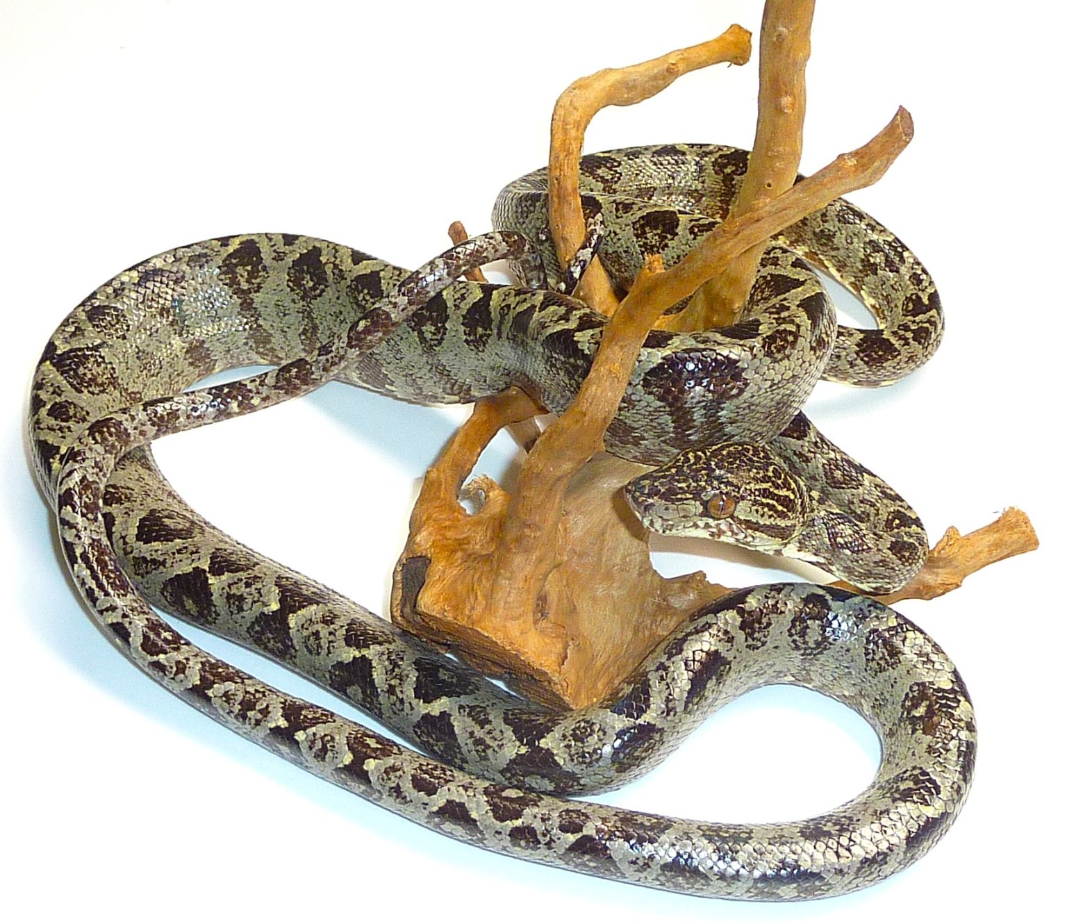 Boas Archives - BSRAUCTIONS