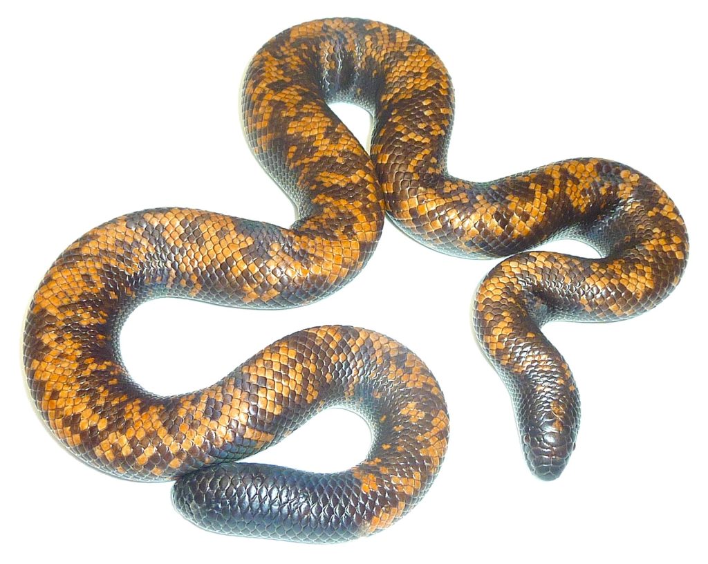 Pythons Archives - BSRAUCTIONS