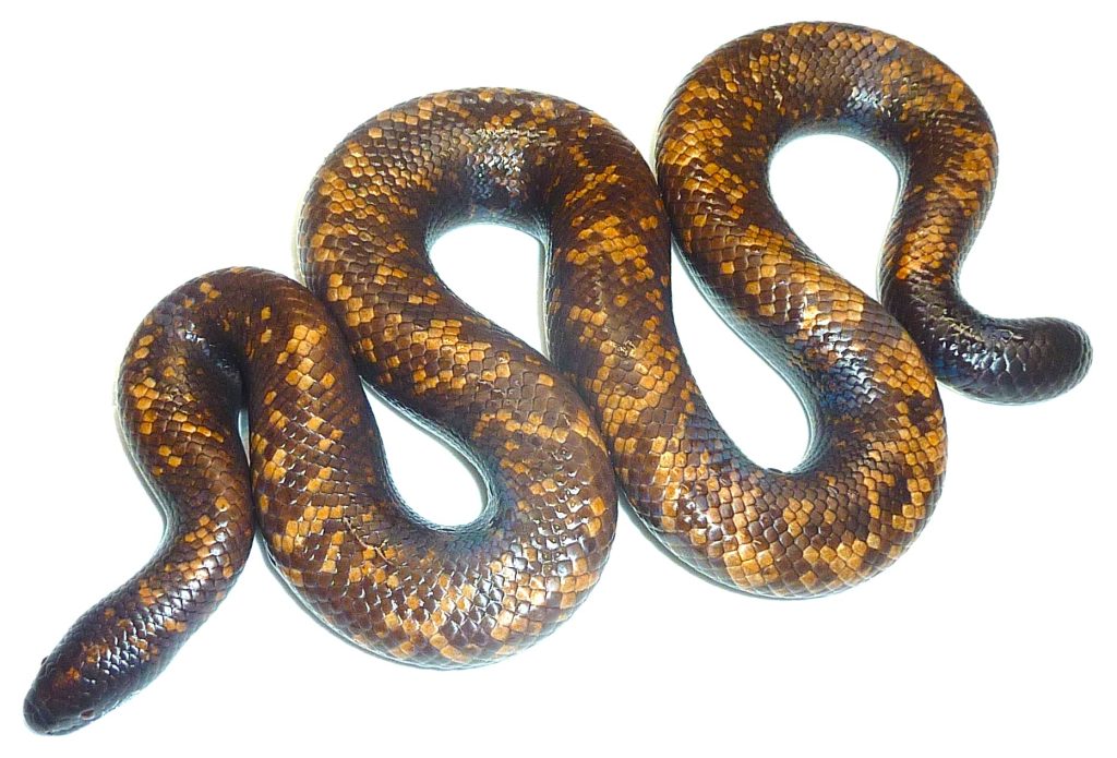 Pythons Archives - BSRAUCTIONS