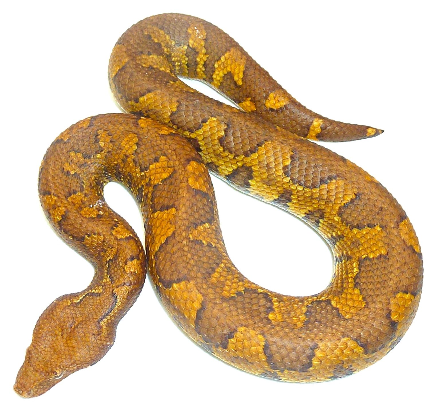 Boas Archives - BSRAUCTIONS