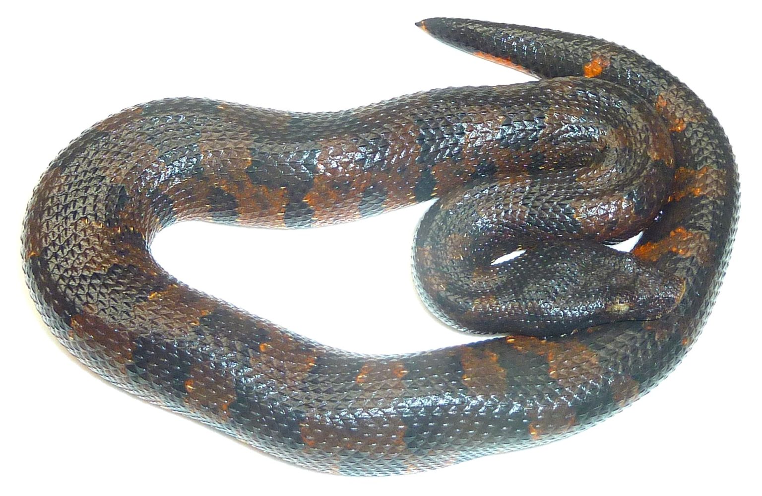 Boas Archives - BSRAUCTIONS