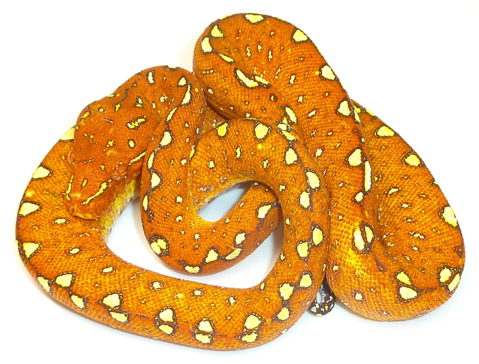 Pythons Archives - BSRAUCTIONS