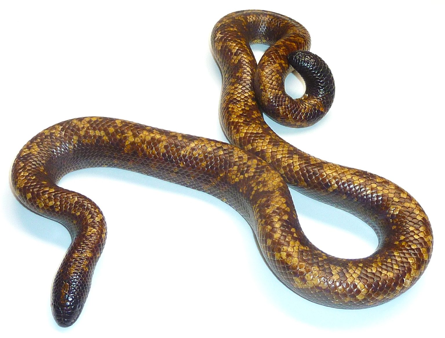 Pythons Archives - BSRAUCTIONS