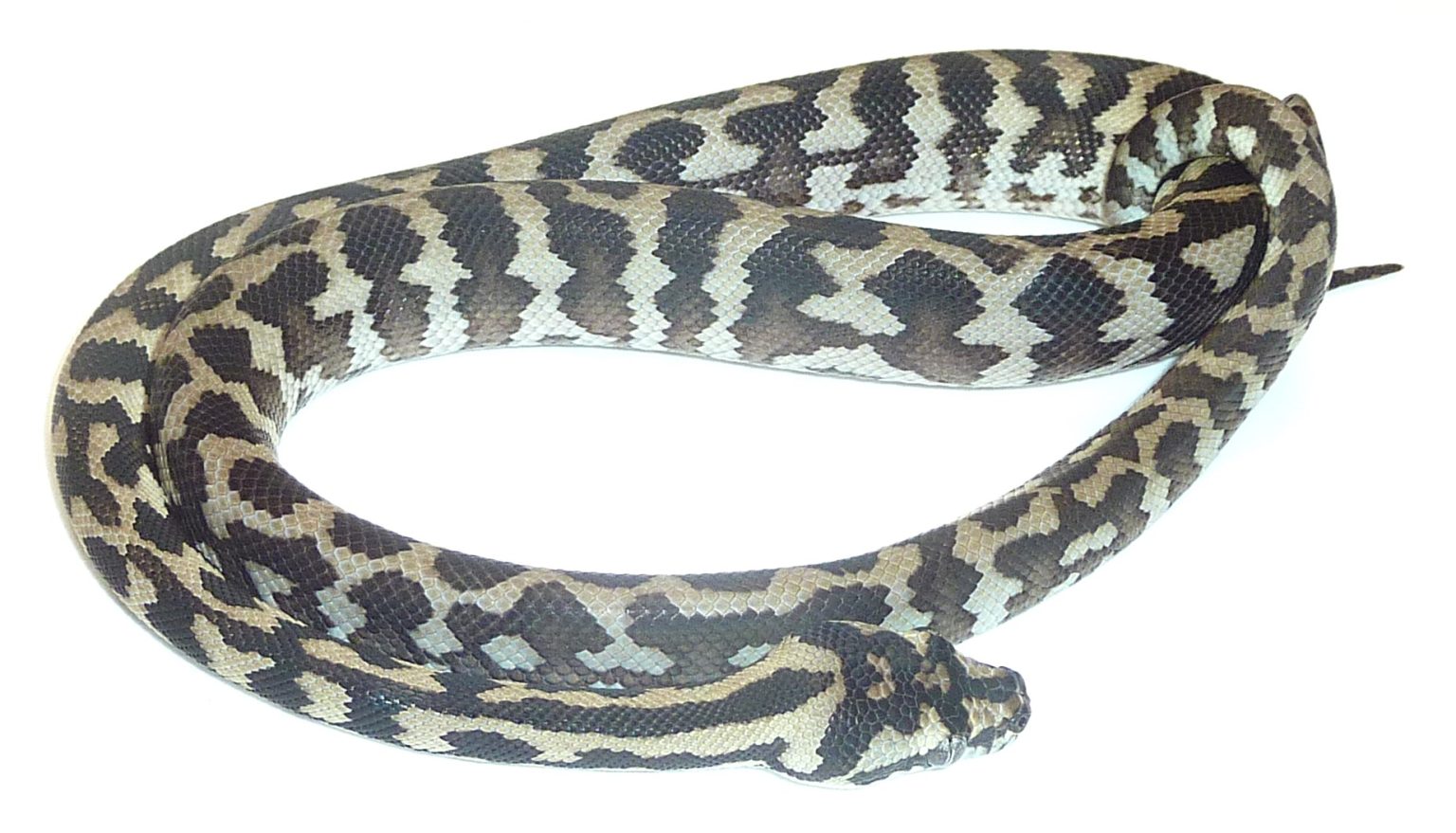 Pythons Archives - BSRAUCTIONS